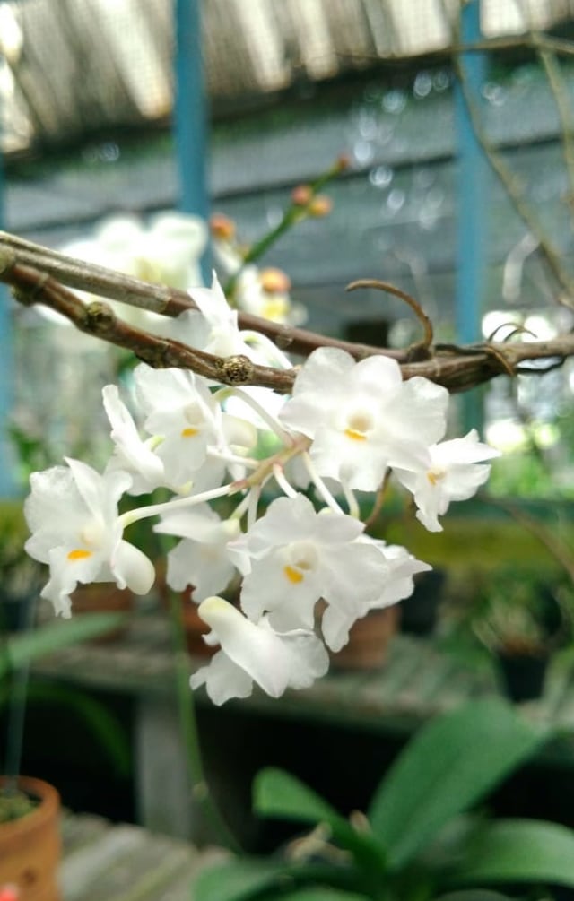 Saat Masa Pandemi, Bunga Anggrek di UGM Bermekaran Lebih Indah ...