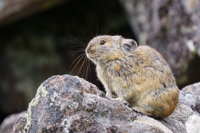 Fakta Unik Hewan Pika yang Makan Kotorannya Sendiri | kumparan.com
