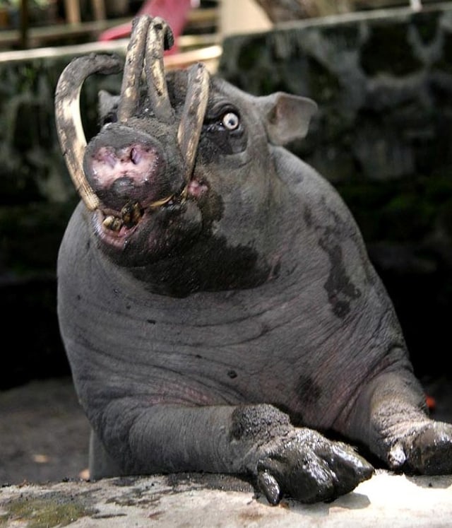 Mengenal Babi Rusa, Hewan Langka yang Hanya Ada di Sulawesi | kumparan.com