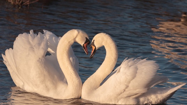 tari angsana menggambarkan tentang hewan