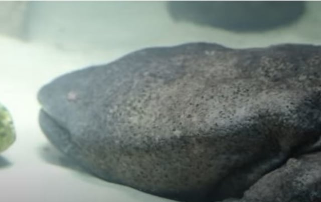 Fakta-fakta Unik Salamander Raksasa China | kumparan.com