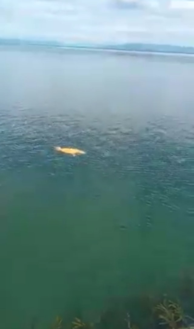 Ikan Mas Seberat 15 Kg di Danau Toba Tertangkap, Warga Resah Akan Ada ...