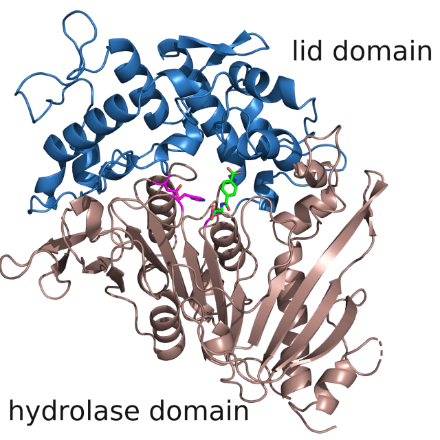 Enzim Pemakan Plastik Memberi Harapan Baru Bagi Sampah Plastik di Dunia ...