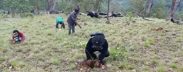 Hari Menanam Pohon, 500 Pohon Ampupu Ditanam di Kawasan Hutan Lindung ...