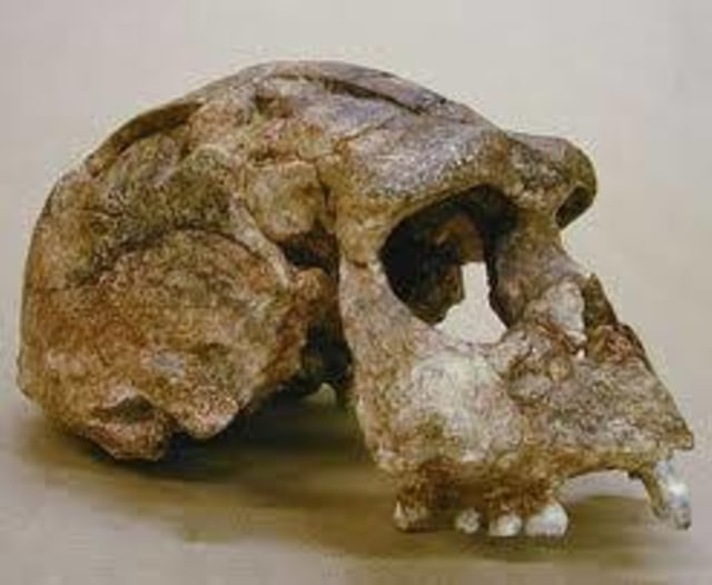 Pithecanthropus Erectus dan Manusia Purba Lain yang Ada di Indonesia ...