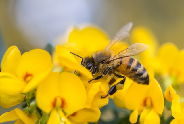 Simbiosis Mutualisme Antara Bunga dan Lebah, Begini Prosesnya ...