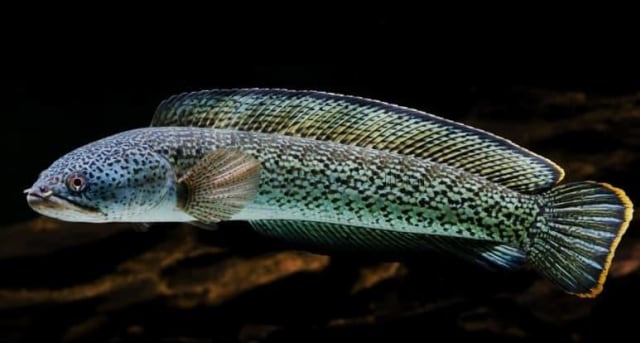 Mengenal Channa Barca, Ikan Gabus yang Viral Seharga Motor Sport ...