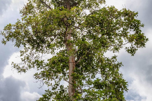 Flora dan Fauna Khas Indonesia: Perannya dalam Ekosistem Makhluk Hidup ...