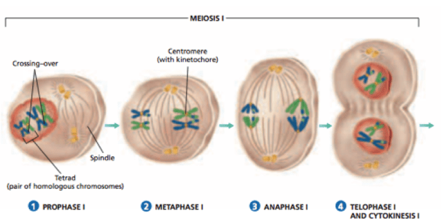 Pembelahan Meiosis I dan II Lengkap Beserta Gambar | kumparan.com