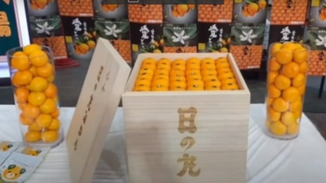 jeruk mandarin harga