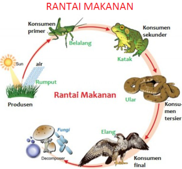 Gambar Rantai Makanan dan Proses Makan Dimakan dalam Ekosistem ...
