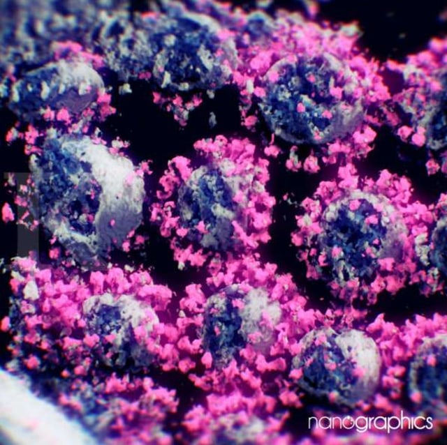 Waspada, Ratusan Spesies Hewan Berpotensi Jadi Inang Virus Corona ...