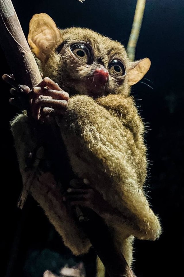 Mengenal Tarsius, Primata Kecil Paling Langka di Dunia Hanya Ada di ...