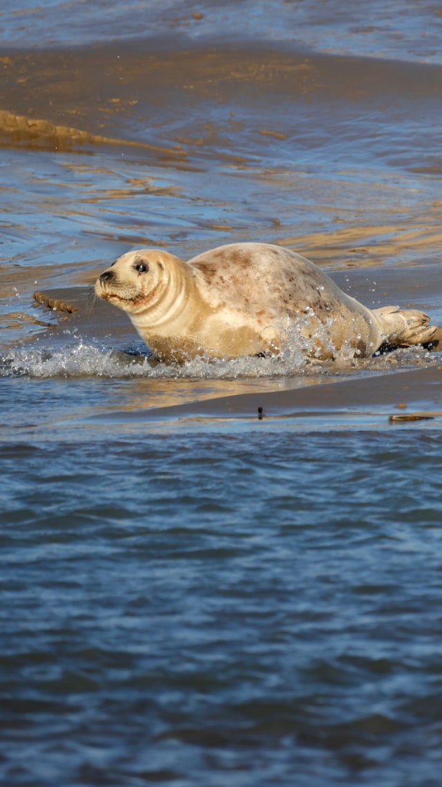 Gara-gara Sentuh Anjing Laut, Turis Ini Terancam Bui dan Denda Rp 724 ...