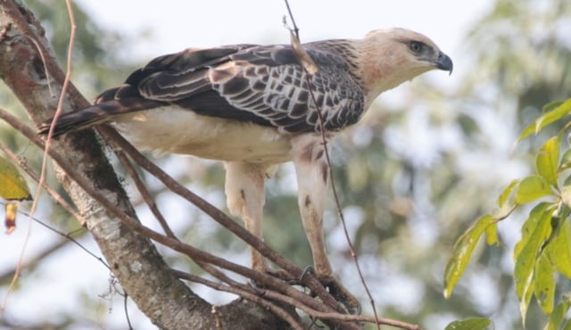 elang brontok fase gelap