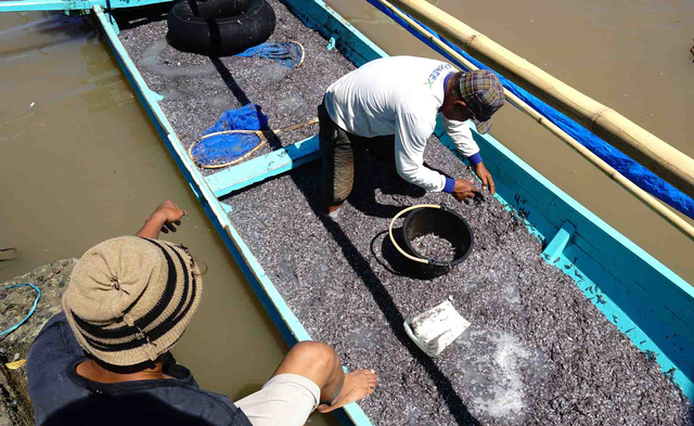 Berburu Ikan Penja, Ikan Seribu Khas Sulbar dan Pesisir Palu | kumparan.com