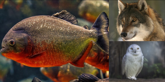 20 Contoh Hewan Karnivora: Pengertian, Ciri-ciri, dan Jenisnya ...