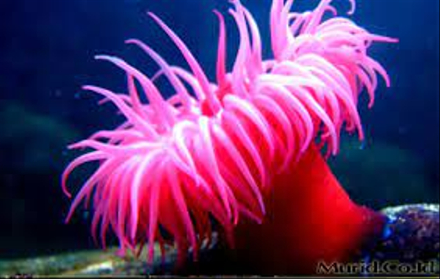 Filum Coelenterata: Contoh Hewan, Klasifikasi, dan Jenisnya | kumparan.com