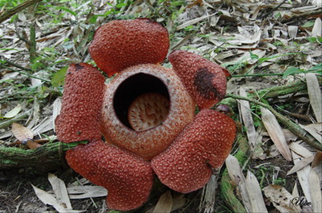 Karakteristik Flora di Indonesia Barat dan Contohnya | kumparan.com