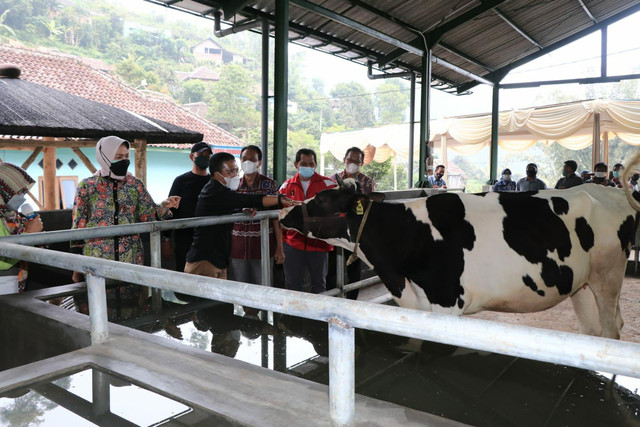 42 Sapi di Kota Batu Positif PMK | kumparan.com