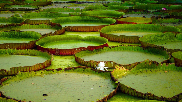 Bunga Teratai Raksasa Terbesar di Dunia Ditemukan, Lebar Daunnya 3 ...