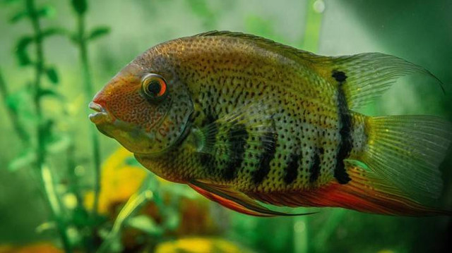 Mengenal Ikan Red Devil yang Cantik, tapi Berbahaya | kumparan.com