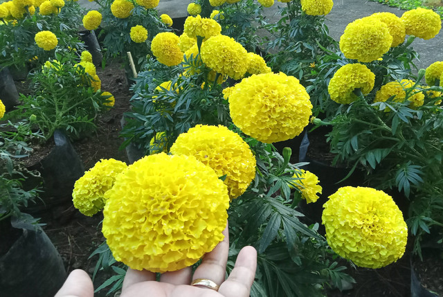 Mengenal Marigold, Bunga Cantik dengan Ragam Manfaat Bagi Tubuh ...