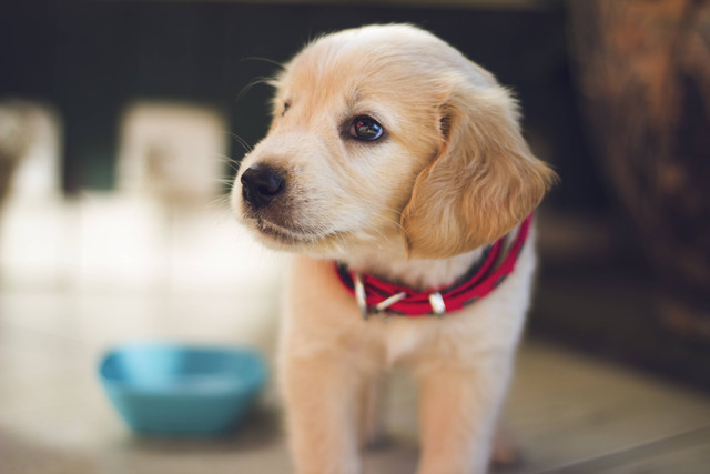 5 Tempat Makan Pet Friendly di Tangerang yang Menarik | kumparan.com
