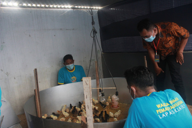 Hebat! Warga Binaan Lapas Klaten Budidayakan Ayam Berjenis Jawa Super ...