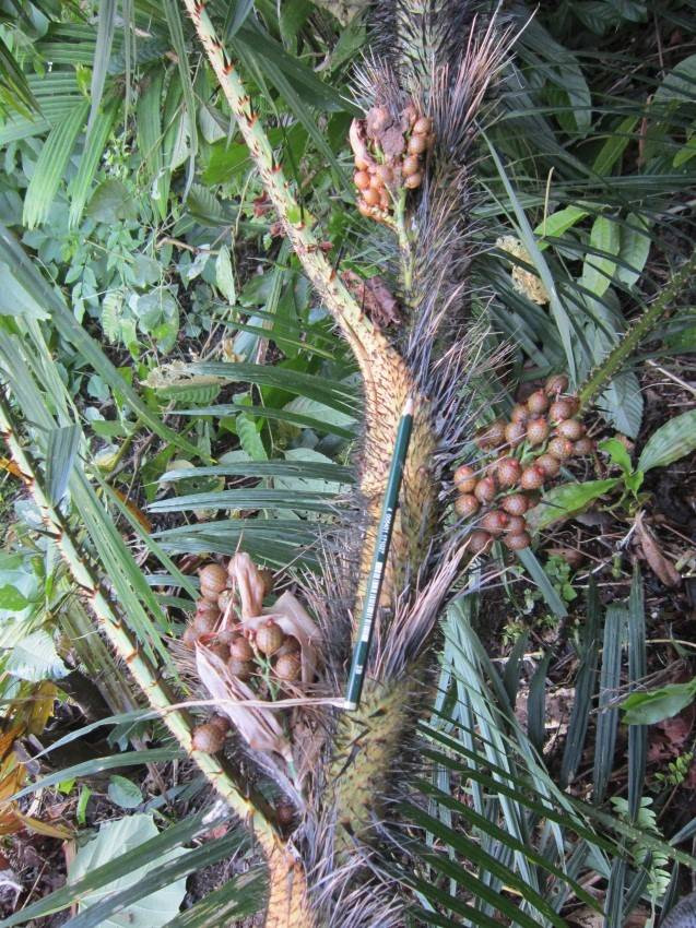 pohon rotan dari mana