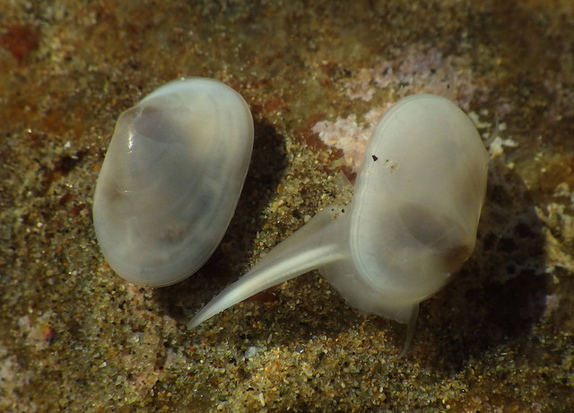 Ahli Biologi Temukan Kerang yang Dikira Punah 40.000 Tahun Lalu ...