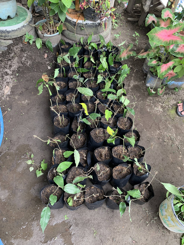 Pemanfaatan Lahan Ideal untuk Pembibitan KWT PINANG LESTARI di Kota ...