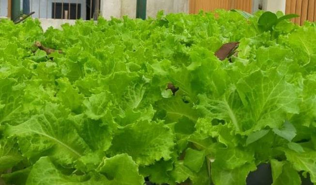 Tips Mudah Mengurangi Kadar Residu Pestisida | kumparan.com