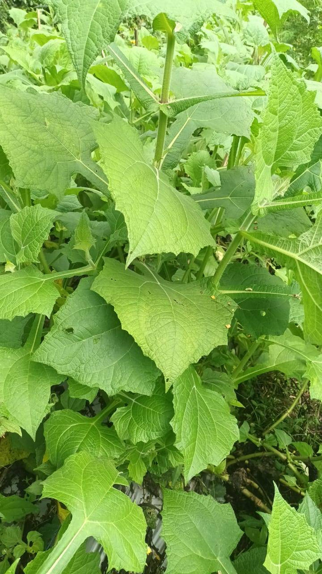 4 Manfaat Daun Yakon sebagai Herbal Anti Diabetes | kumparan.com