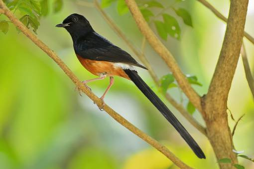 Daftar Harga Burung Murai Batu dari Berbagai Daerah di Indonesia ...