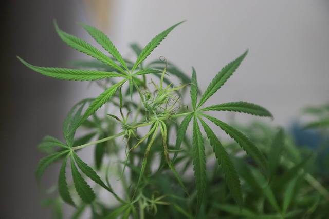 Pemerintah Berencana Bikin Baju Anti-Peluru dari Serat Batang Ganja ...