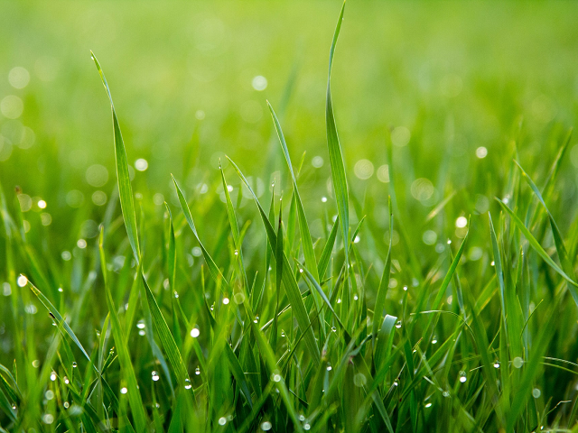 Fungsi Sel Kipas pada Tumbuhan | kumparan.com