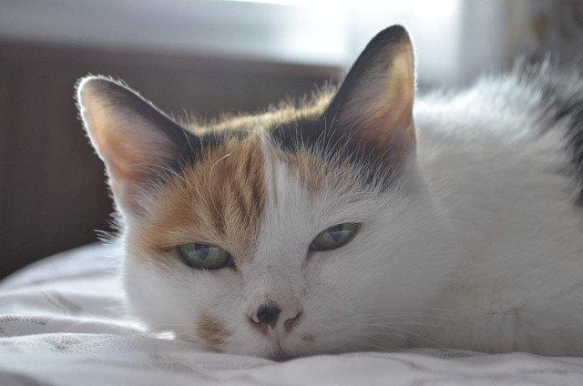 6 Jenis Kucing Calico beserta Ciri-Cirinya | kumparan.com