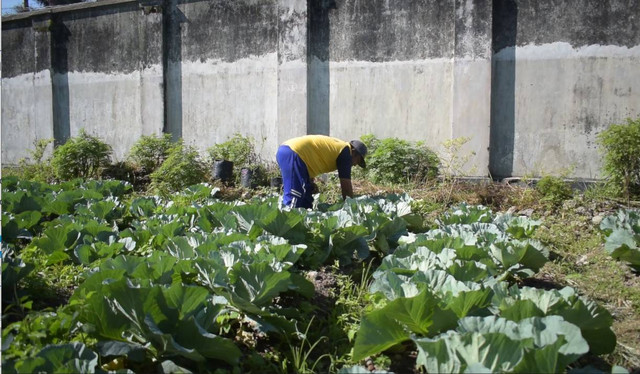 Lapas Kelas I Malang Panen Sayur Mayur di Lahan Pertanian Dalam Lapas ...