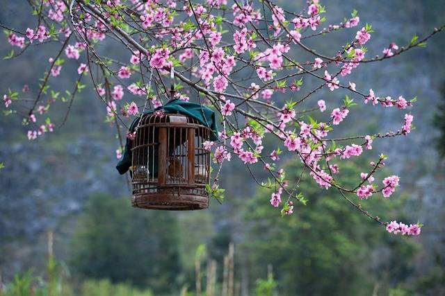 6 Jenis Burung Masteran Paling Populer | kumparan.com