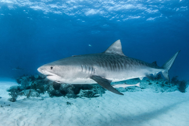 Apakah Hiu Halal Dikonsumsi? Ini Penjelasan dari Ulama | kumparan.com