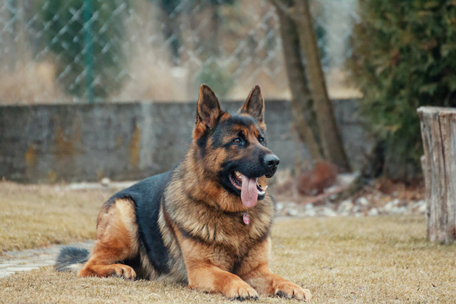 5 Fakta Unik Anjing German Shepherd yang Jarang Diketahui | kumparan.com