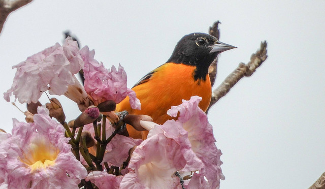 5 Jenis Makanan Burung Kepodang yang Praktis dan Mudah Dicari ...