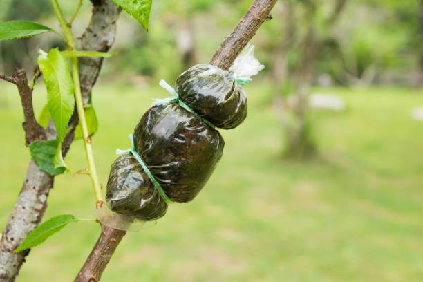 Cara Mencangkok Pohon Jambu Air bagi Pemula | kumparan.com