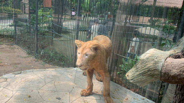 Singa Putih yang Viral Ternyata Cacat, Faunaland Ancol Beri Perlakuan ...