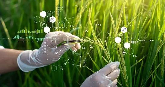 Alasan Mengapa Tipe Pembuluh Batang Dikotil Disebut Kolateral Terbuka ...