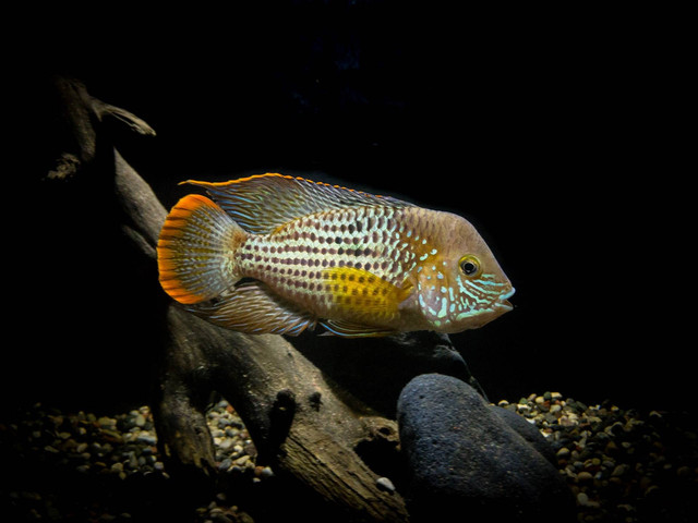 5 Jenis Ikan Cichlid yang Populer beserta Harganya | kumparan.com