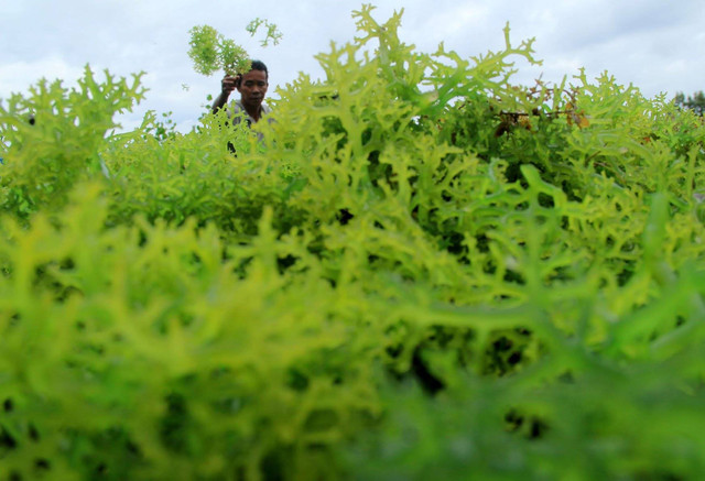 Perdana, Rumput Laut Olahan UMKM Tanggamus Diekspor ke Vietnam ...