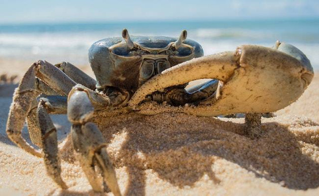 3 Perbedaan Kepiting dan Rajungan yang Paling Terlihat | kumparan.com