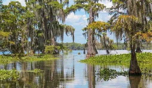 Ciri-ciri Rawa dengan Keunggulan dan Fungsinya bagi Lingkungan ...